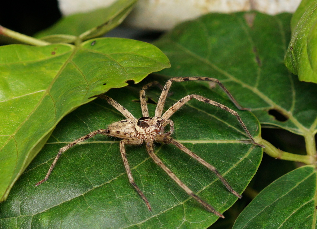 Pantropical Huntsman Spider from 日本、〒907-0451 沖縄県石垣市桴海 on April 29 ...