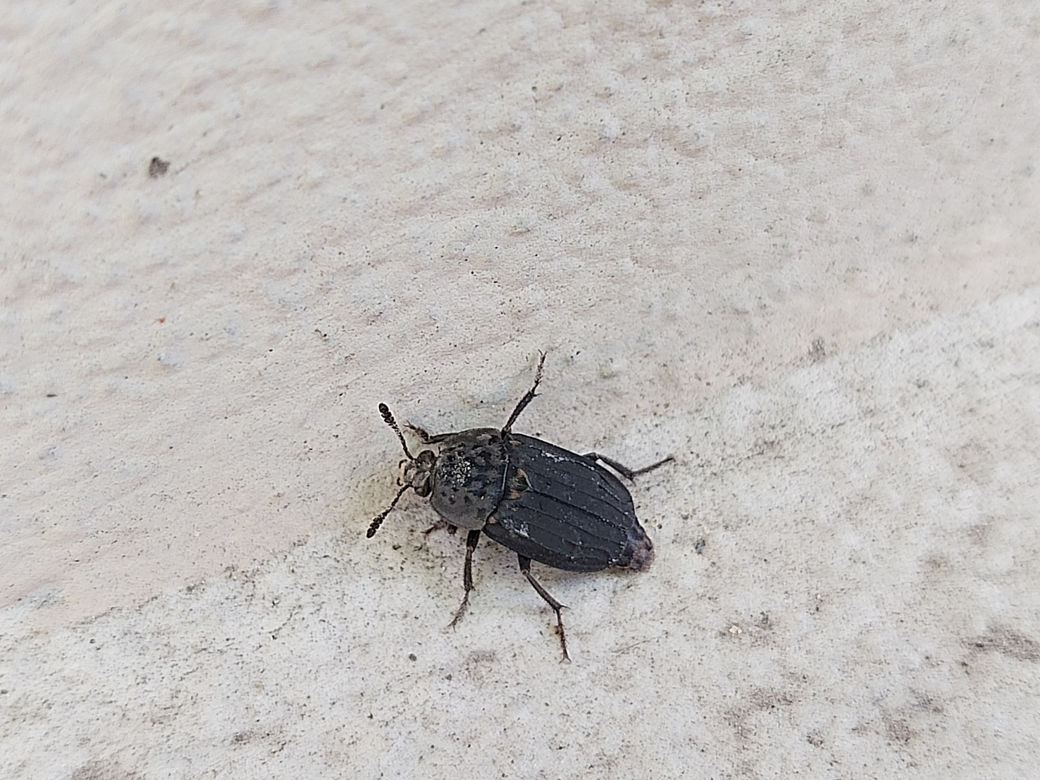 Thanatophilus sinuatus (Fabricius, 1775)