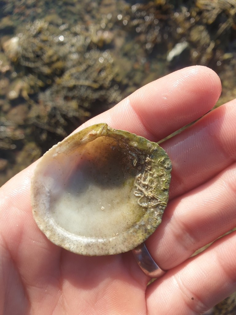 Codakia rugifera from Port Macquarie NSW 2444, Australia on May 13 ...