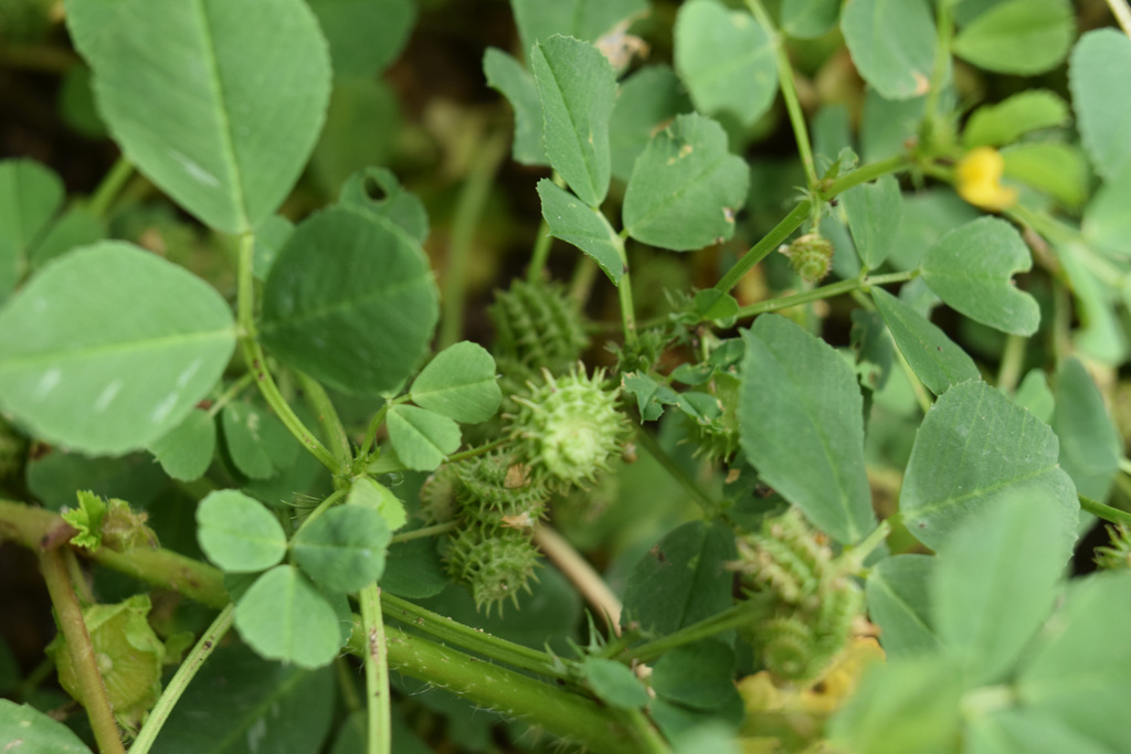 bur clover from Ed R. Levin County Park, CA, USA on May 12, 2023 at 09: ...