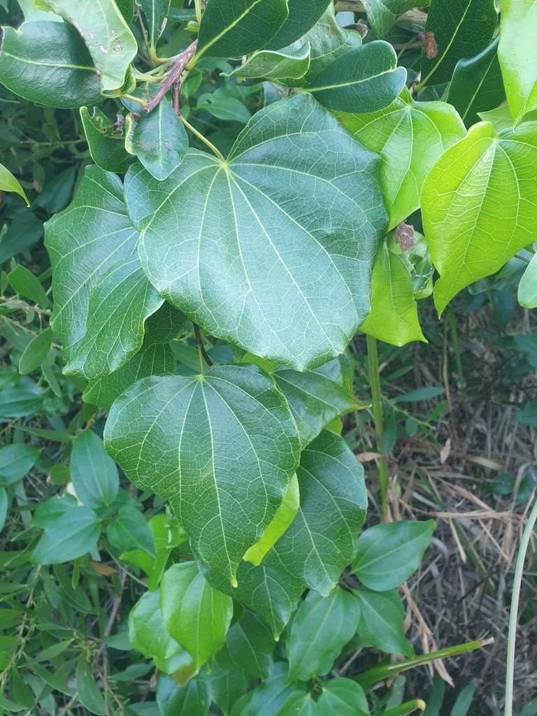 Big-Leaf Vine from Pacific Dr opp Flynn St, Port Macquarie NSW 2444 ...
