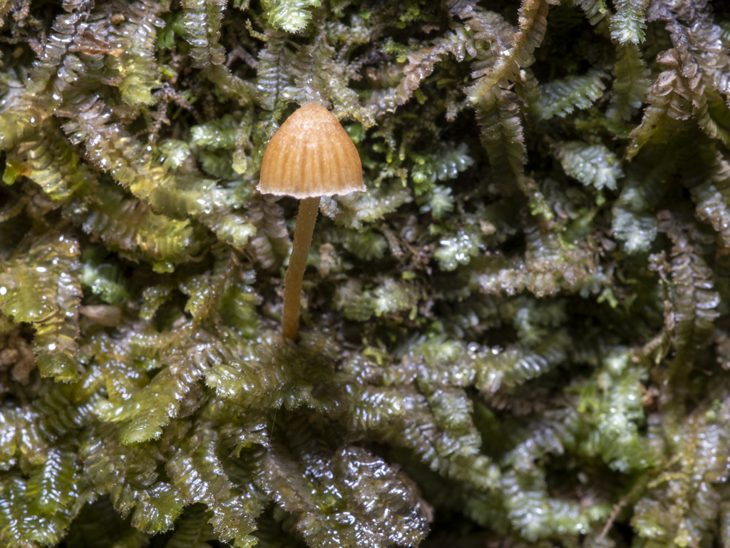 Moss Bell from Balook VIC 3971, Australia on May 13, 2023 at 11:21 AM ...