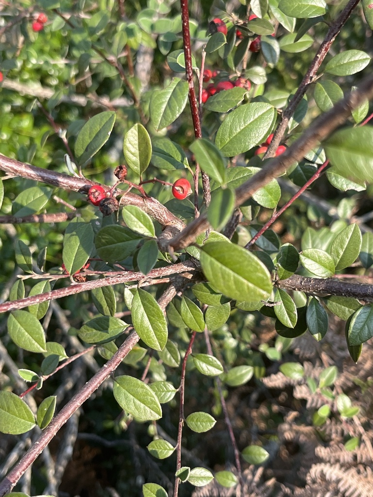 Cotoneasters from Mkhondo Rural, Piet Retief, MP, ZA on May 13, 2023 at ...