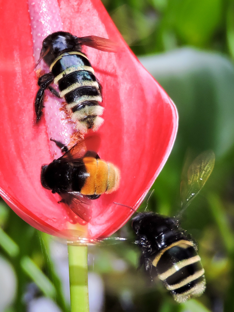 Abeja rayada de orquídea (Himenópteros presentes en San Luis Potosí ...