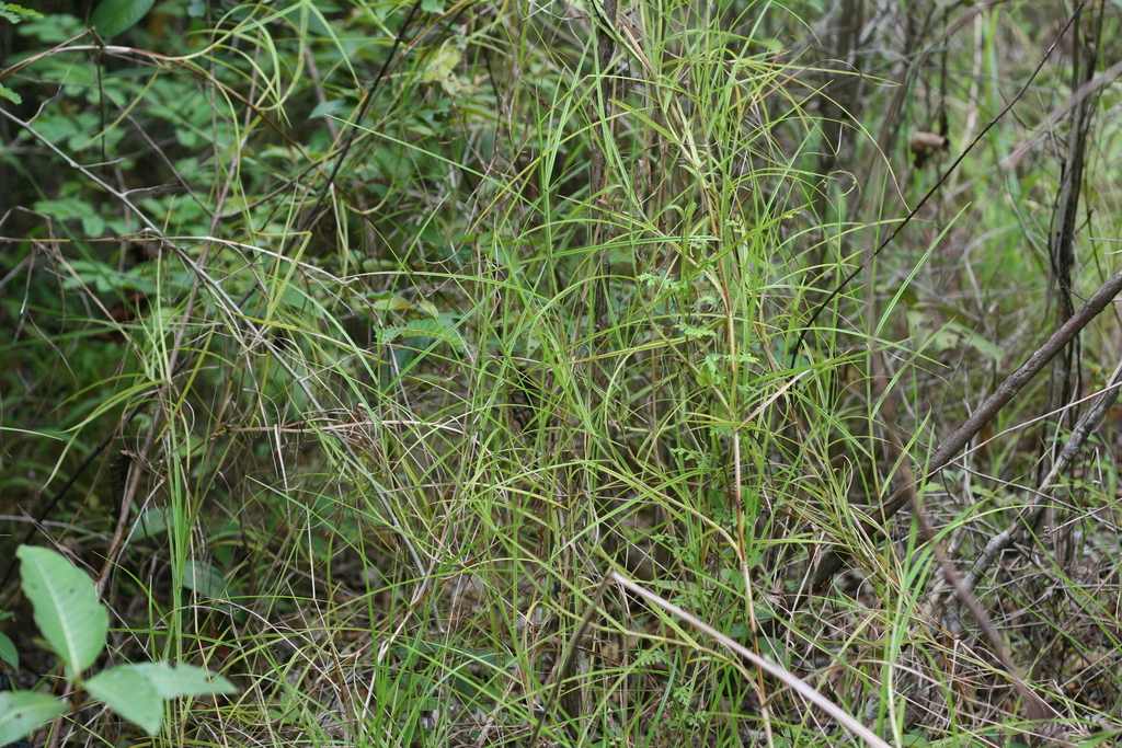 Scleria boivinii from Tonkolili, SL-NO, SL on May 11, 2023 at 04:26 PM ...