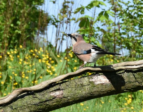 Irish Jay (Subspecies Garrulus glandarius hibernicus) · iNaturalist