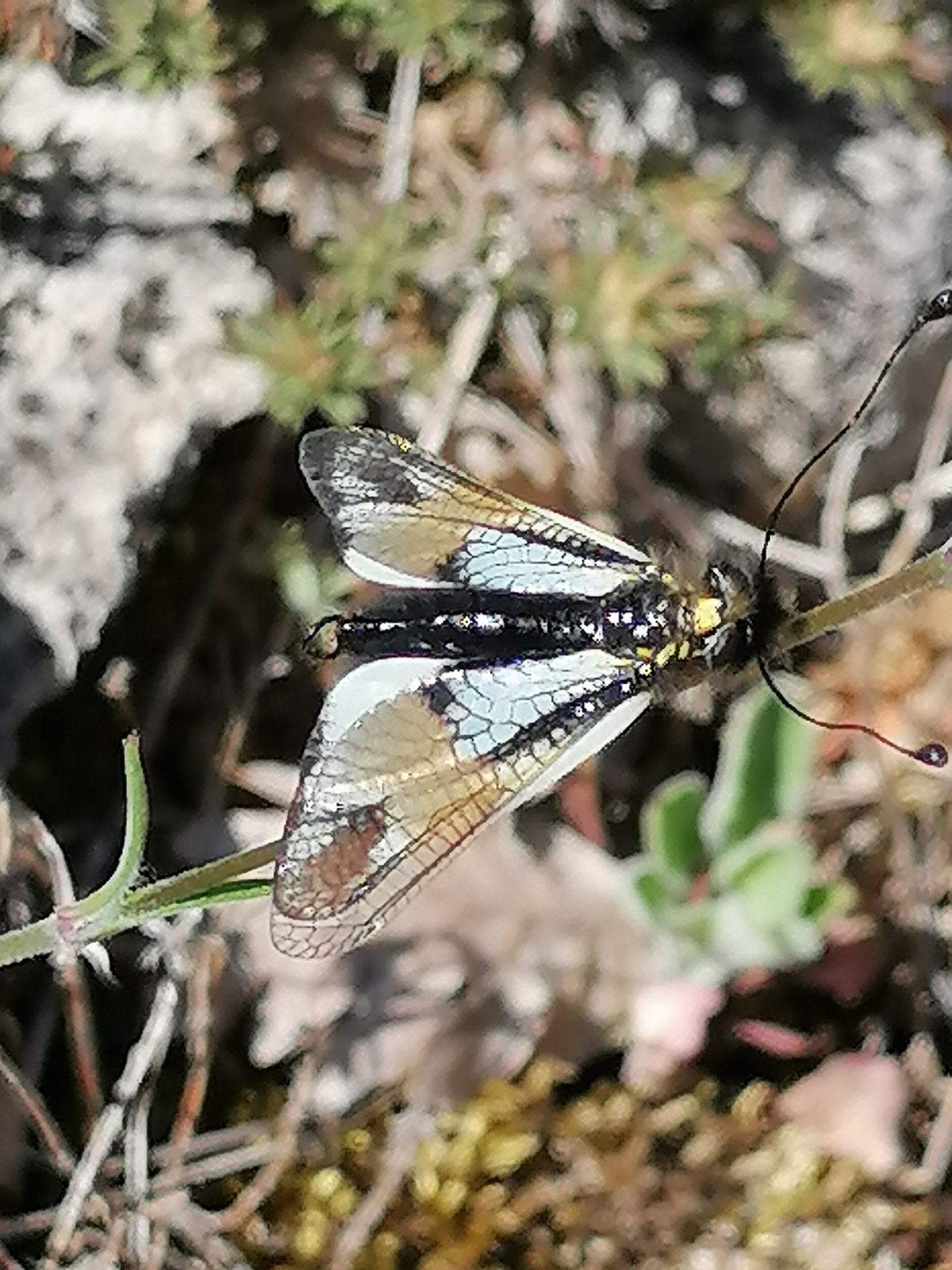 Libelloides lacteus (Brullé, 1832)