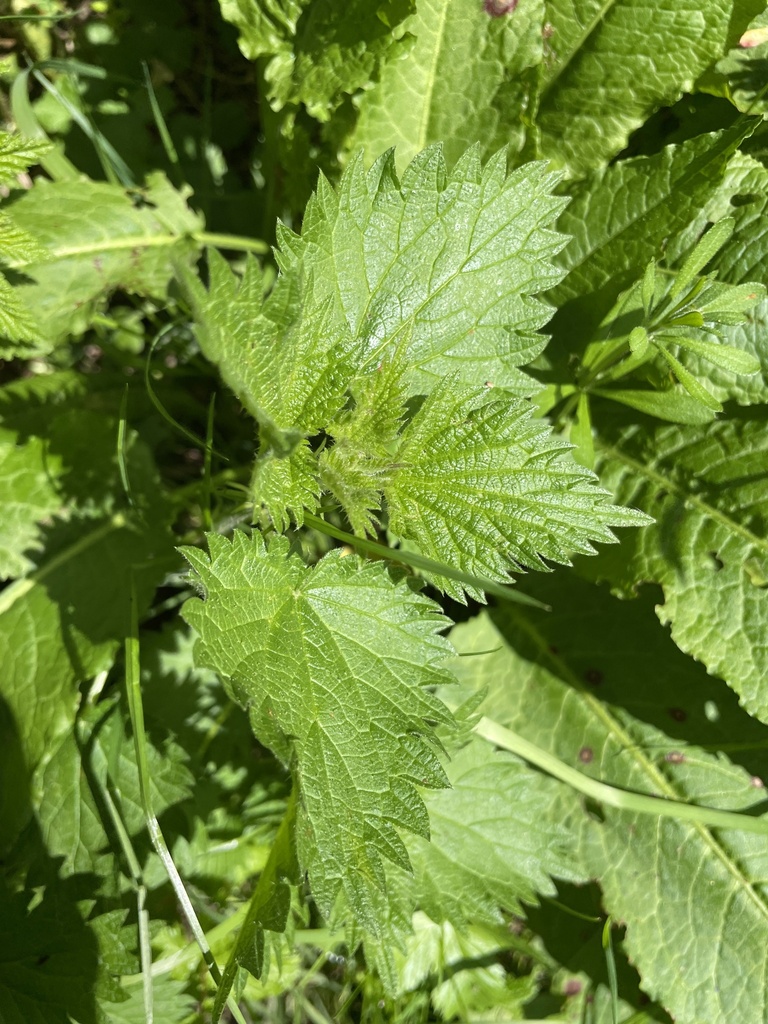great stinging nettle from Tweeddale East Ward, Innerleithen, Scotland ...