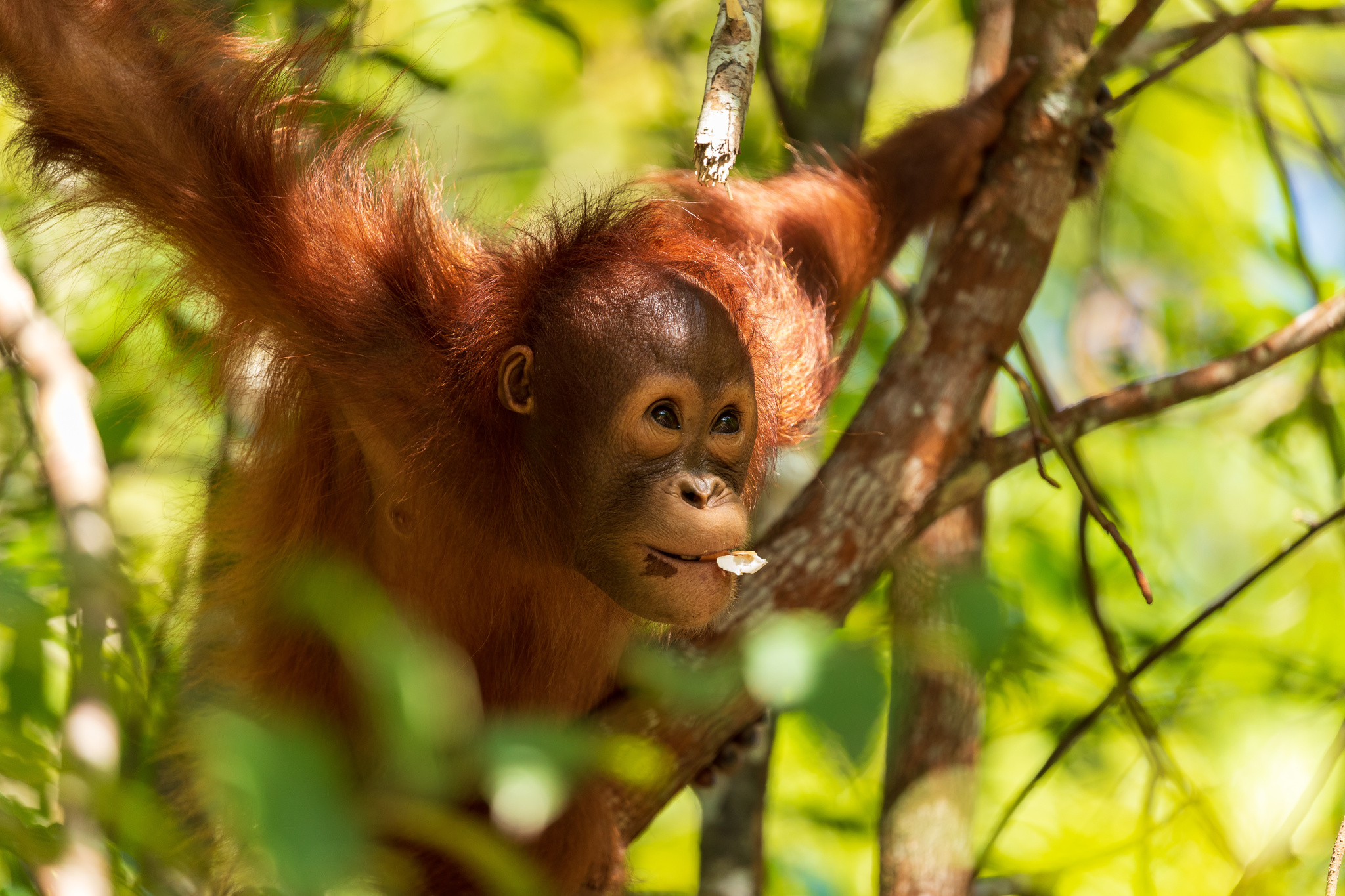 Pongo pygmaeus (Linnaeus, 1760)