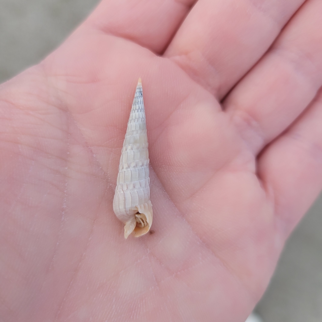 Eastern Auger from Charleston County, SC, USA on May 13, 2023 at 10:40 ...