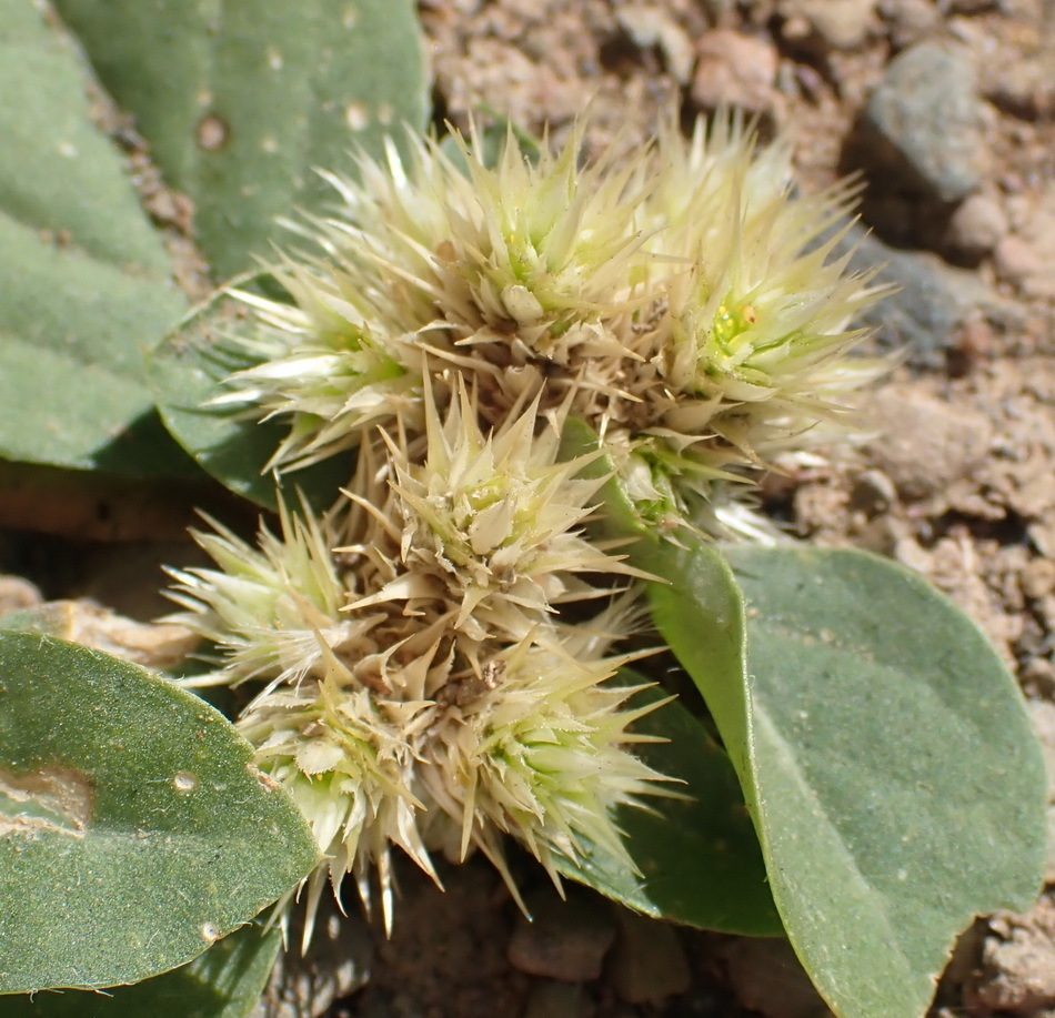 creeping chaffweed from N12, Central Karoo District Municipality, South ...