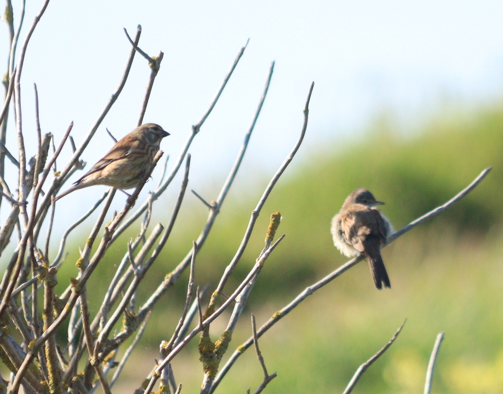Eurasian Linnet from Étretat, Francie on May 11, 2023 at 05:12 PM by ...