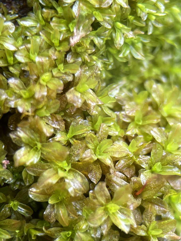 Water Screw-moss (Syntrichia latifolia) - Botanical Realm