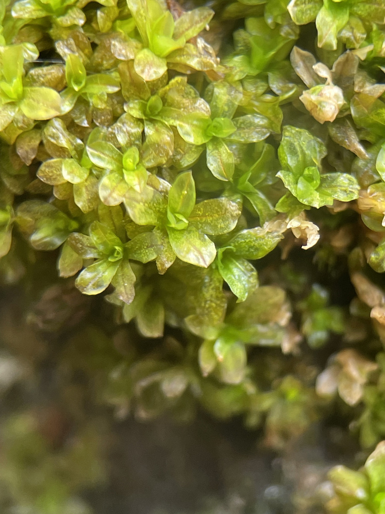 Water Screw-moss (Syntrichia latifolia) - Botanical Realm