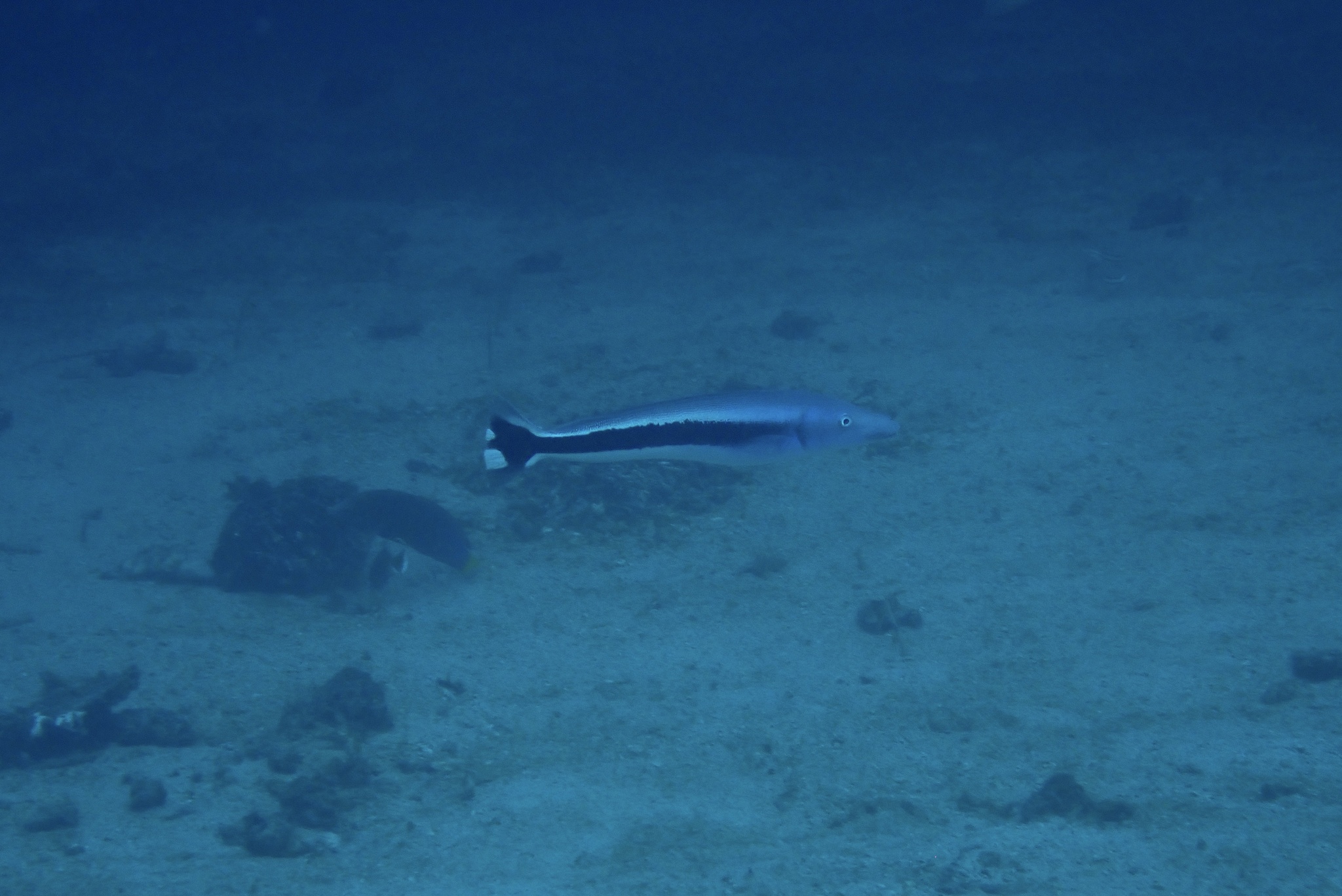 Malacanthus Cuvier, 1829