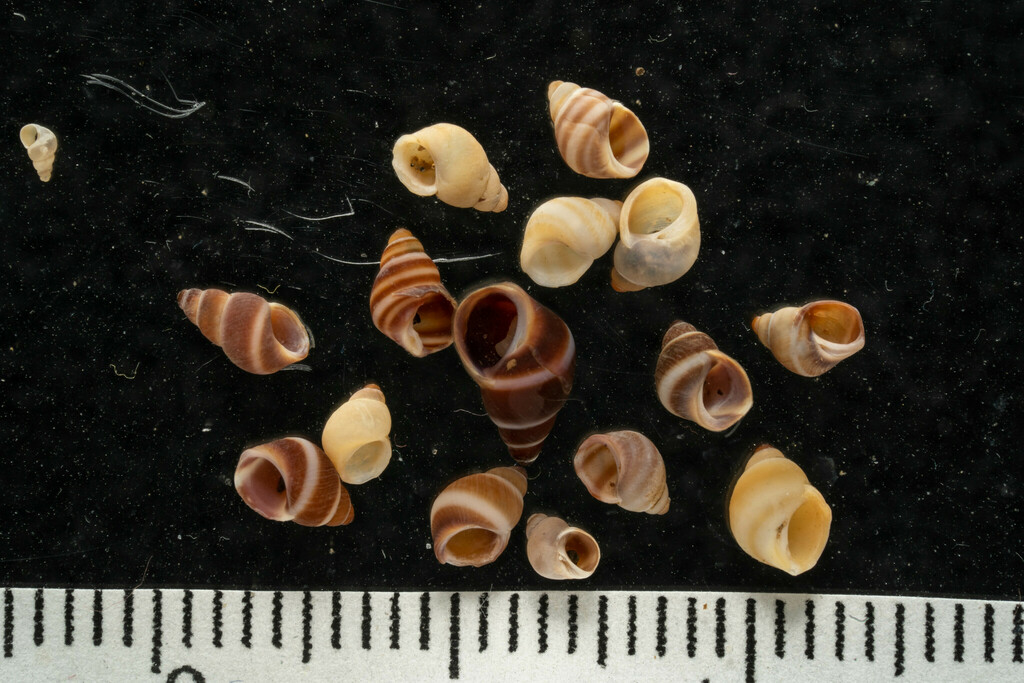 Northern Lacuna from Black Rock, NS B0P 1V0, Canada on May 9, 2023 at ...
