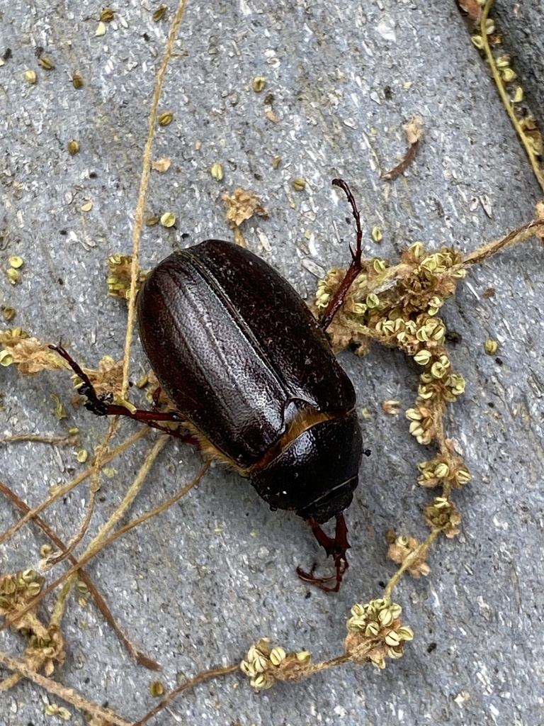 May Beetles from Boonton Ave, Boonton, NJ, US on May 13, 2023 at 10:06 ...