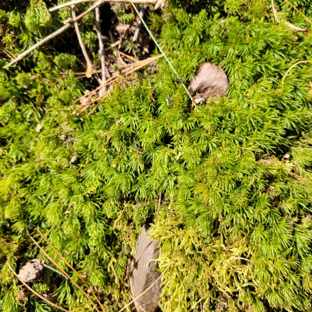 Smoothcap Mosses from 08 St & Chester Park Dr, Duluth, MN 55812, USA on ...
