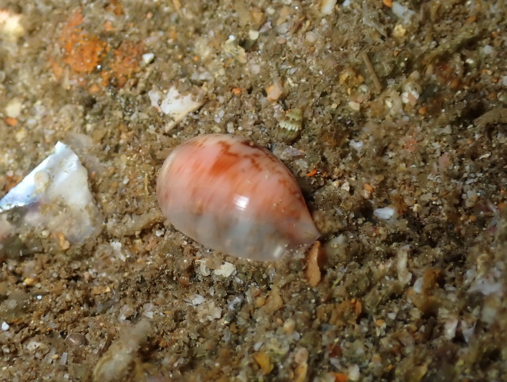 Tiger and Panther Cowries from al Munassir, Oman on April 28, 2023 at ...