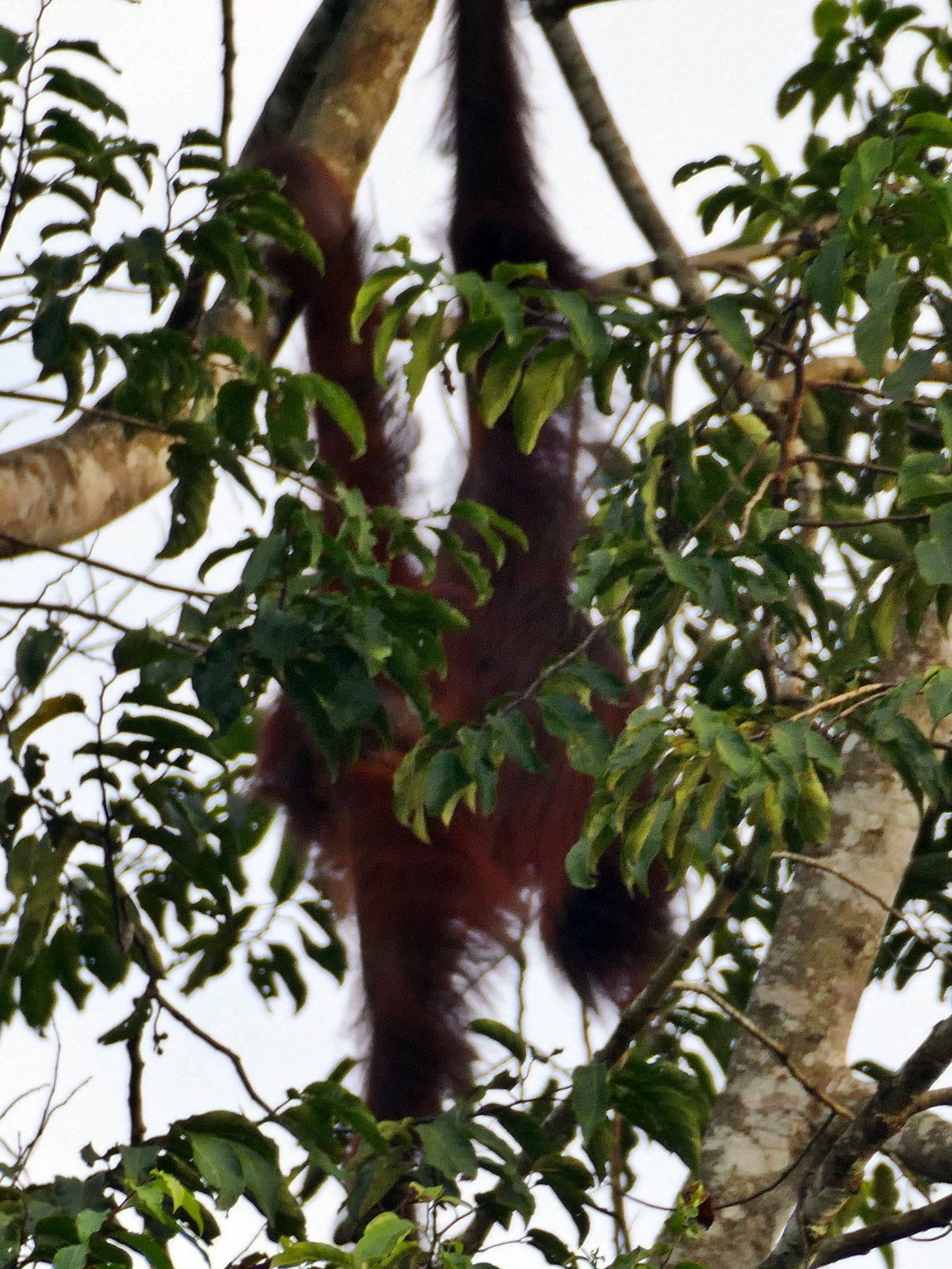 Pongo pygmaeus (Linnaeus, 1760)