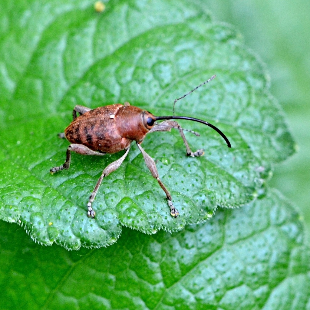 acorn weevil from 293 01 Mladá Boleslav, Česko on May 10, 2023 at 04:56 ...