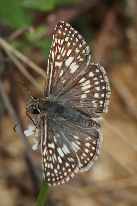 Checkered-Skippers, White-Skippers, and Allies from Edwards County, TX ...
