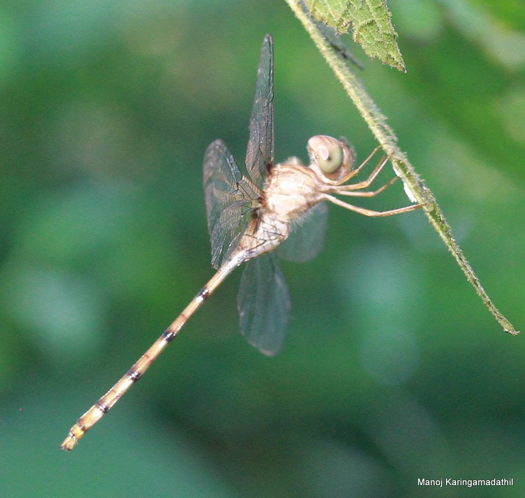 Dingy Dusk-darter (Odonata (dragonflies and damselflies) of the British ...