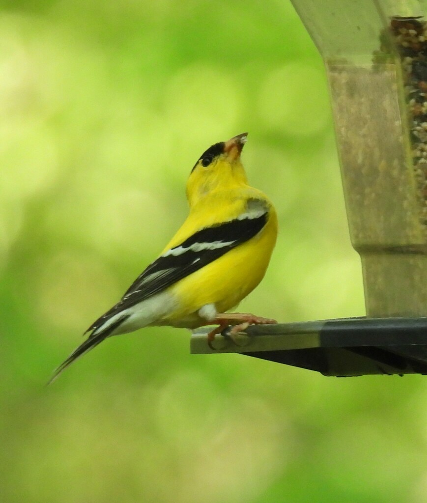 American Goldfinch from Along Ijams Branch, off of Co. Rd. 275 ...