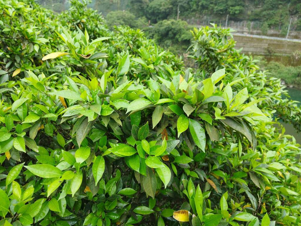 Ficus ampelos from 台灣新北市 on May 14, 2023 at 12:27 AM by zinnwee ...