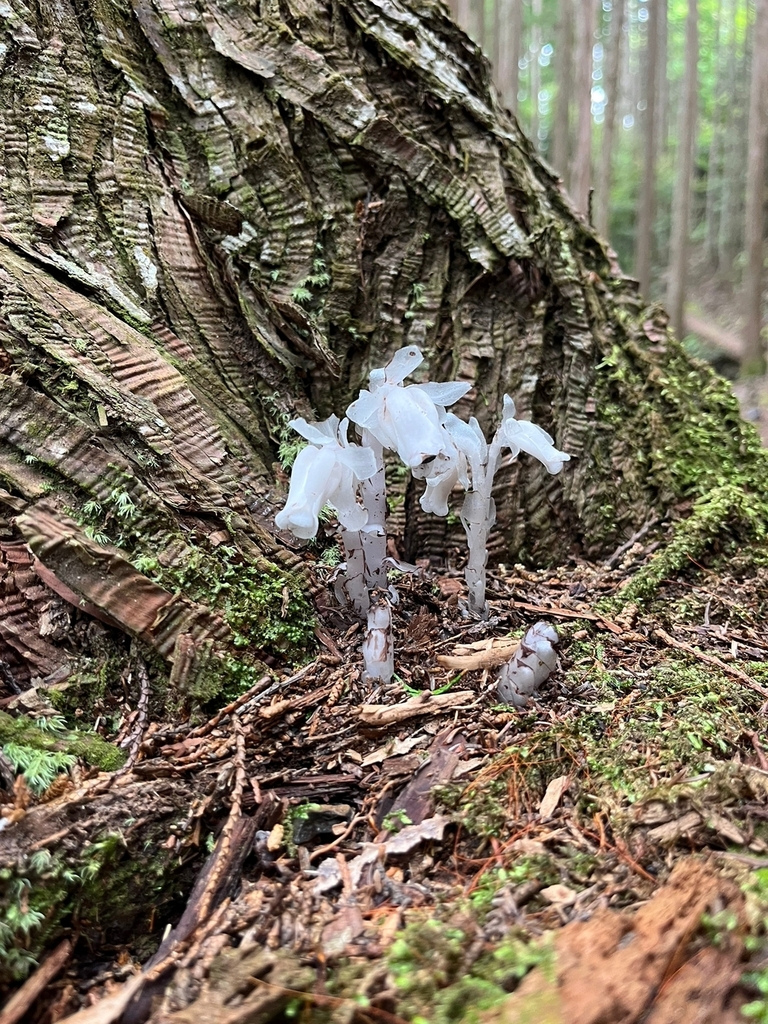 Monotropastrum humile from Kii Peninsula on May 12, 2023 by Sarah Wang ...