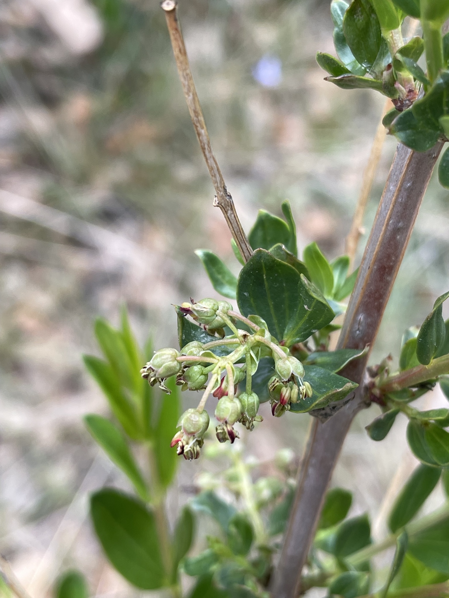 Coriaria myrtifolia L.
