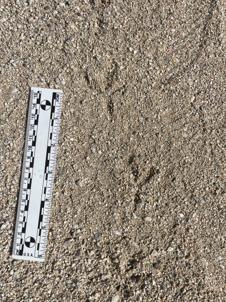 Eurasian Collared-Dove from Borrego Springs, CA, US on May 13, 2023 at ...