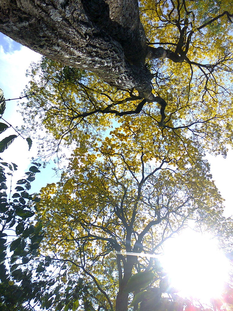Golden Trumpet-tree from Tapachula, Chis., México on March 24, 2012 at ...
