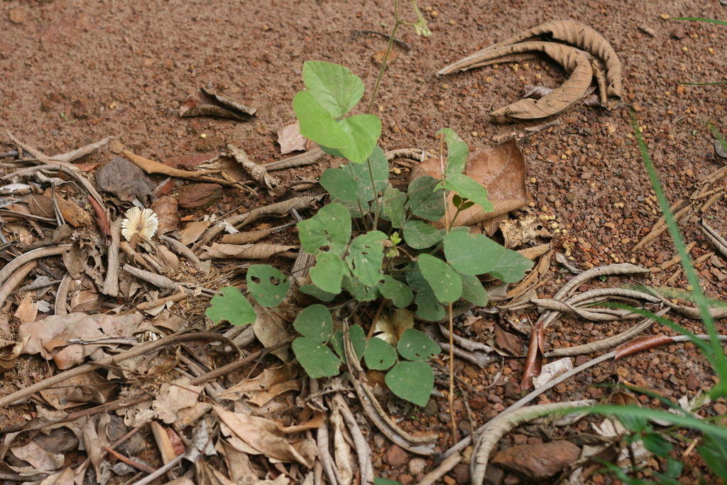 Calopo from Bo, Sierra Leone on May 13, 2023 at 12:59 PM by Luc Strydom ...