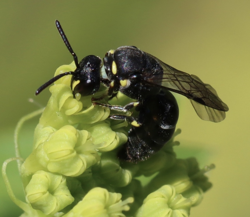 Hylaeus modestus desde Lucas, TX, USA el 13 de mayo de 2023 a las 10:27 ...