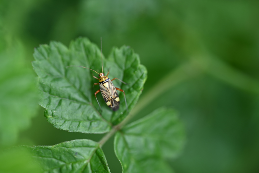 Striped Oak Bug from Rottenschwil, Schweiz on May 13, 2023 at 02:23 PM ...