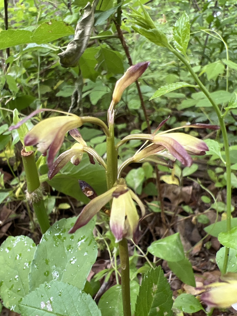 putty root from Bear Island, Bethesda, MD, US on May 13, 2023 at 01:08 ...
