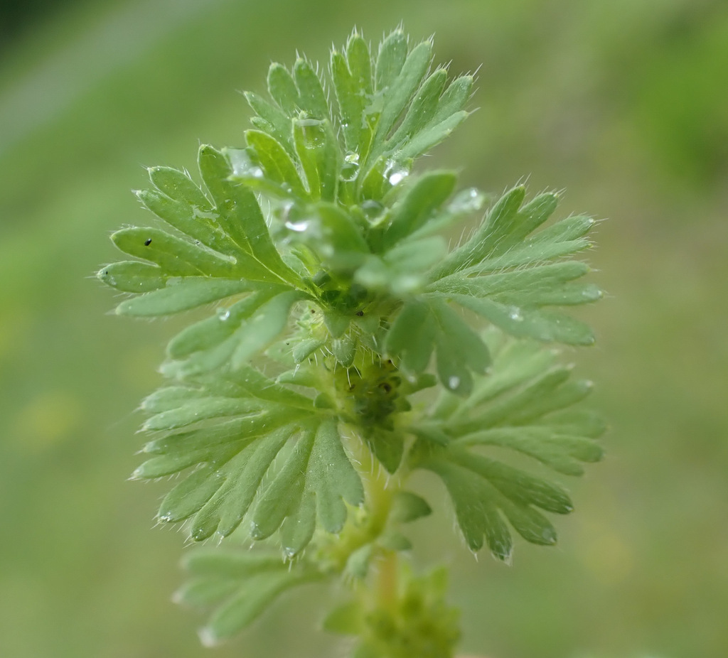 Field Parsley Piert (Alchemilla arvensis) - Botanical Realm