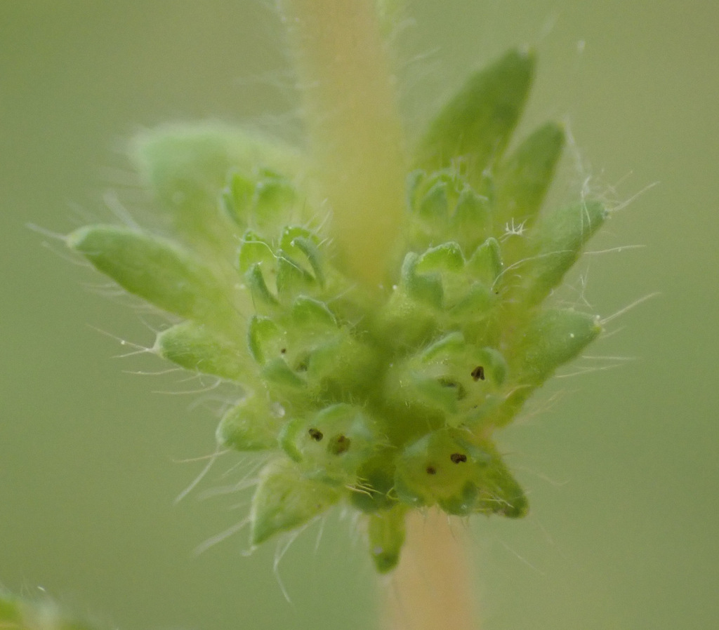 Field Parsley Piert (Alchemilla arvensis) - Botanical Realm