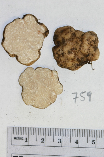 Tuber candidum · iNaturalist United Kingdom