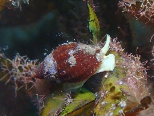 Nodulose Miter (Neotiara nodulosa) · iNaturalist