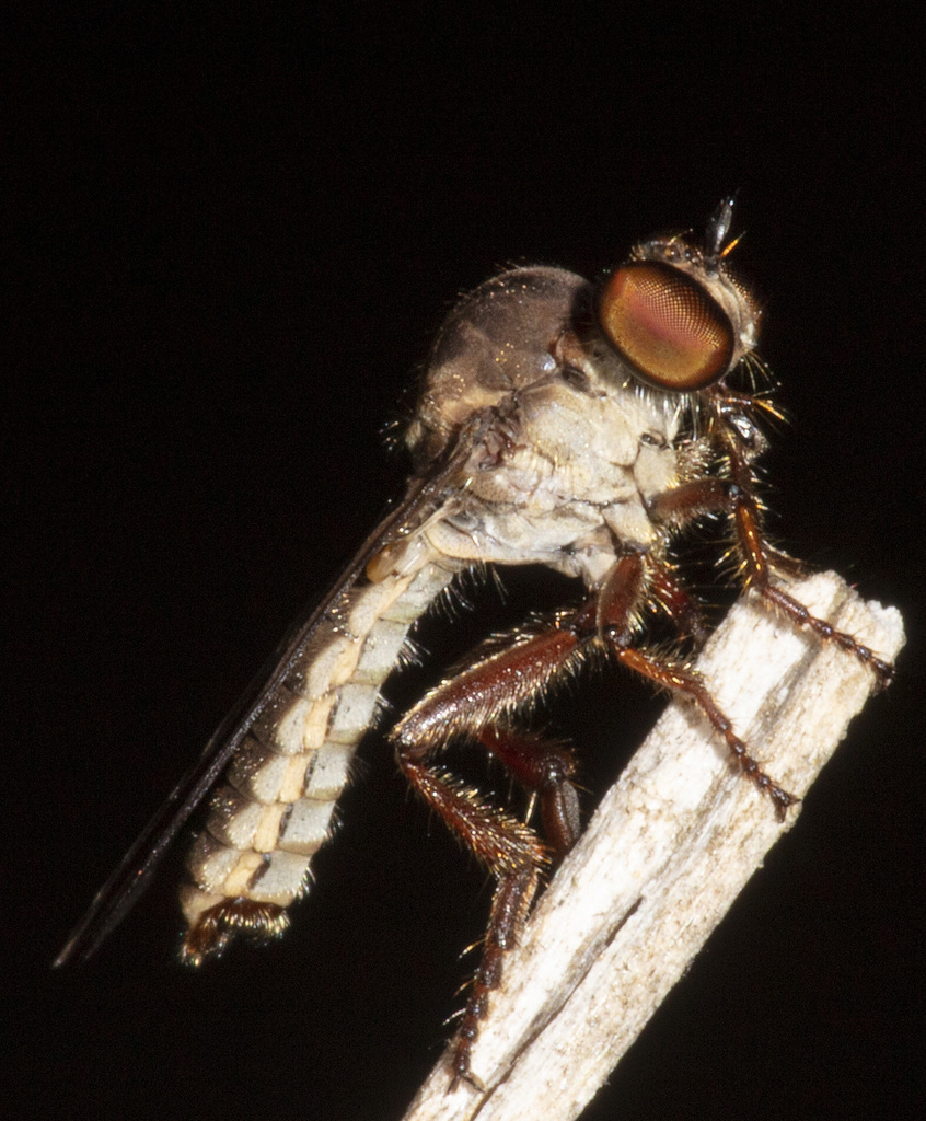 Gnat Ogres from Los Altos de Cerro Azul, Panamá, Panama on May 10, 2023 ...