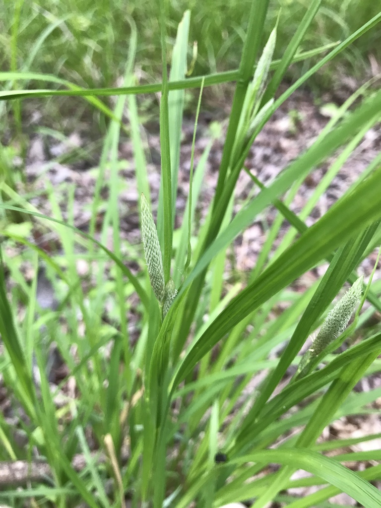 tussock sedge from Plummer Ln, Lothian, MD, US on May 13, 2023 at 01:43 ...
