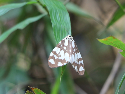 Utetheisa inconstans · iNaturalist