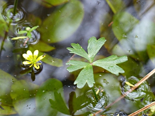 Raoriki (Ranunculus macropus) · iNaturalist