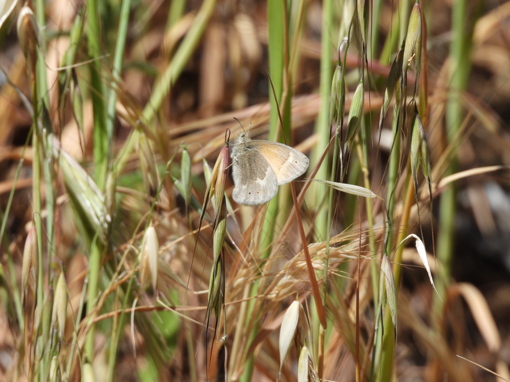 Common Ringlet from Contra Costa County, CA, USA on May 11, 2023 at 03: ...