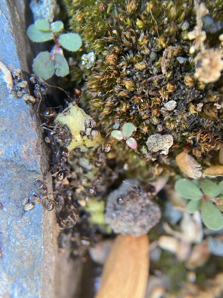 Western Collared Ant from Grove Ln, San Anselmo, CA, US on May 13, 2023 ...