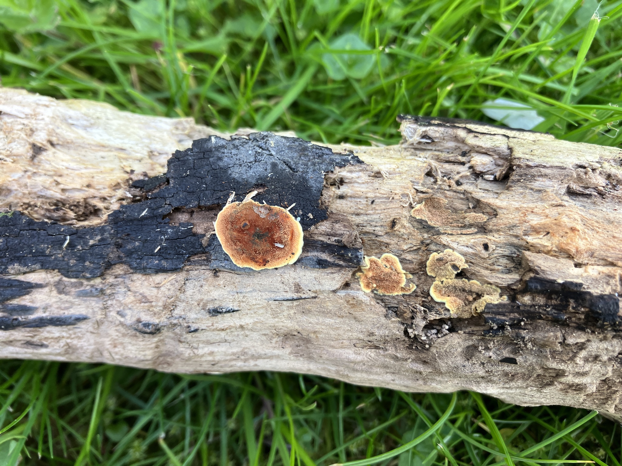 Hypoxylon subticinense Y.M.Ju & J.D.Rogers