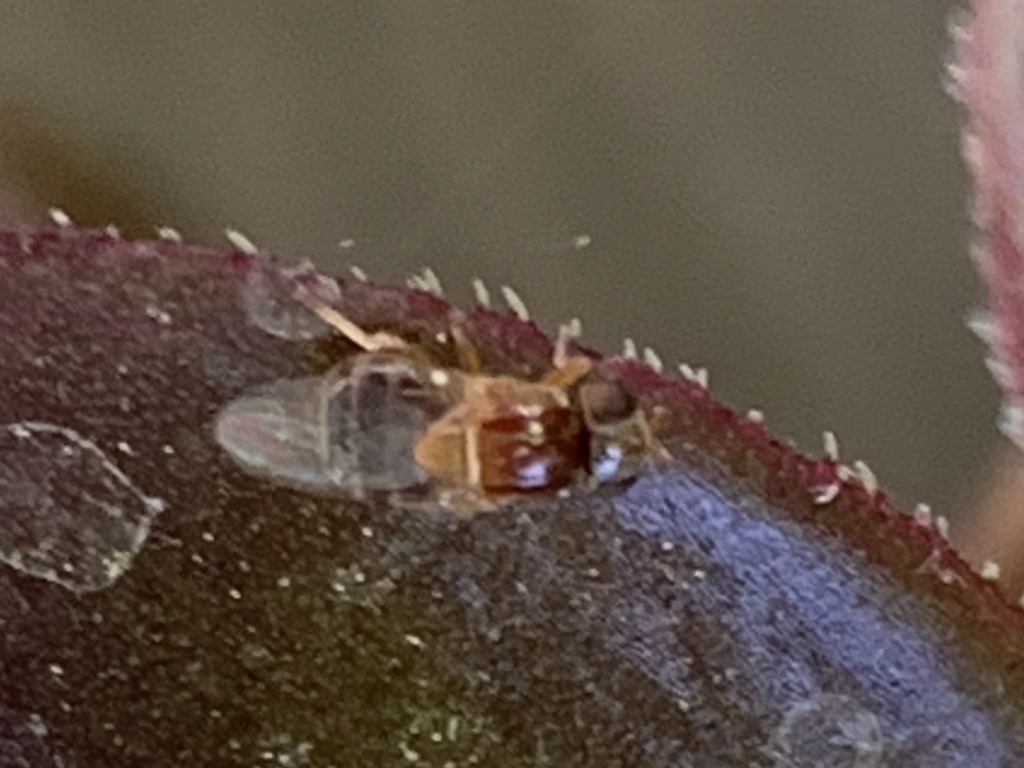 Thaumatomyia rubida from Madonna Dr, Suisun City, CA, US on May 13 ...