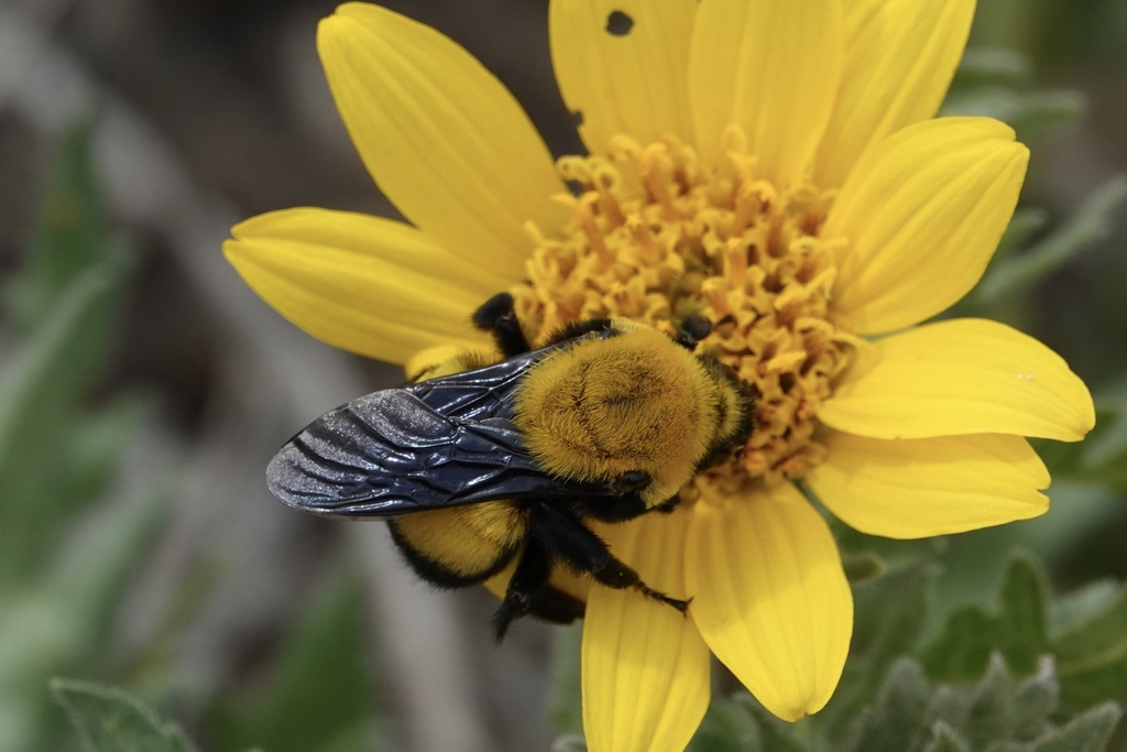 Morrison's Bumble Bee from Pocatello, ID, USA on May 13, 2023 at 09:53 ...